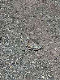 turtles Object Detection Dataset and Pre-Trained Model by Gihan Samarasinghe