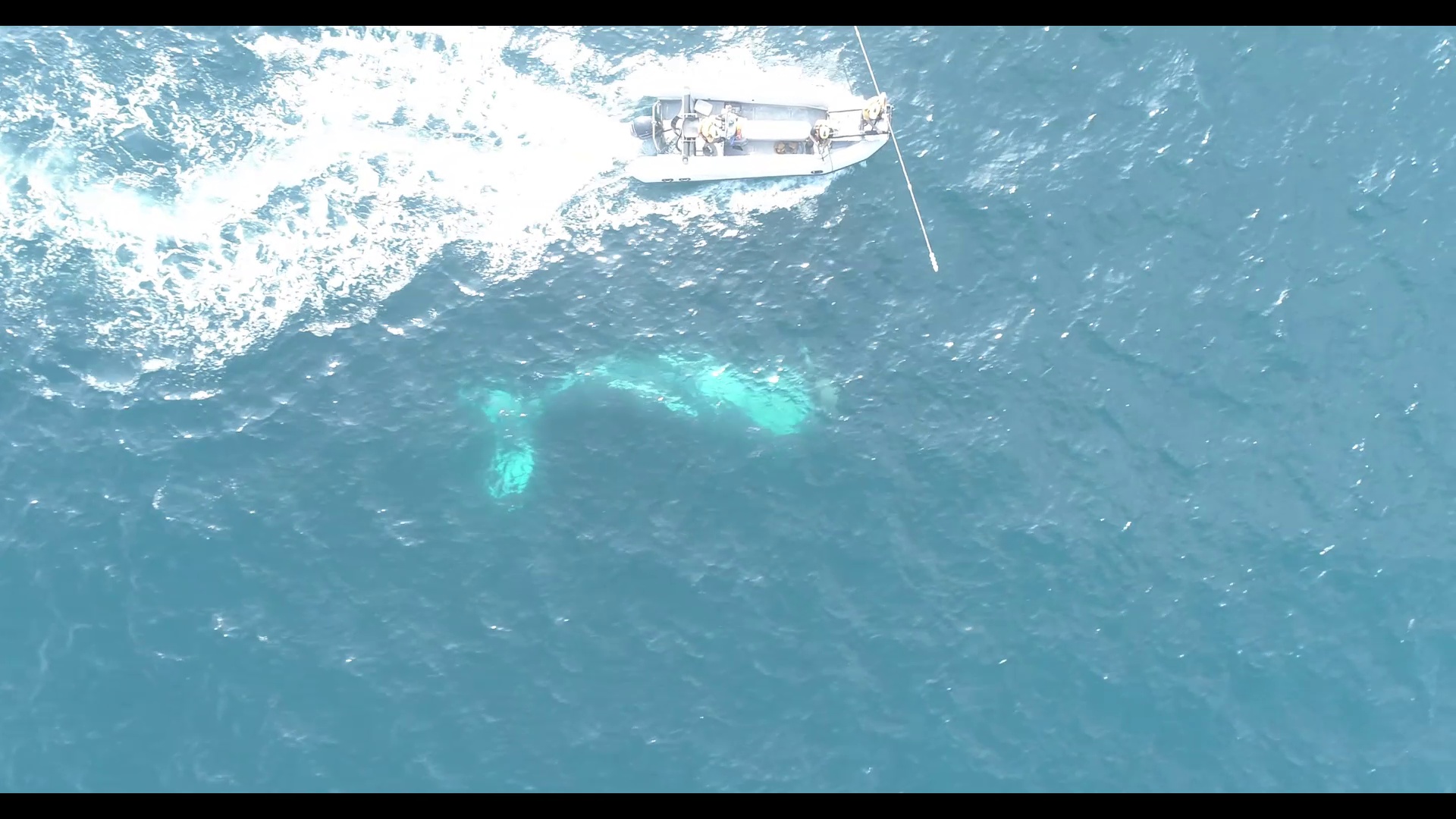 How to Use the Whale BBox layer Object Detection API
