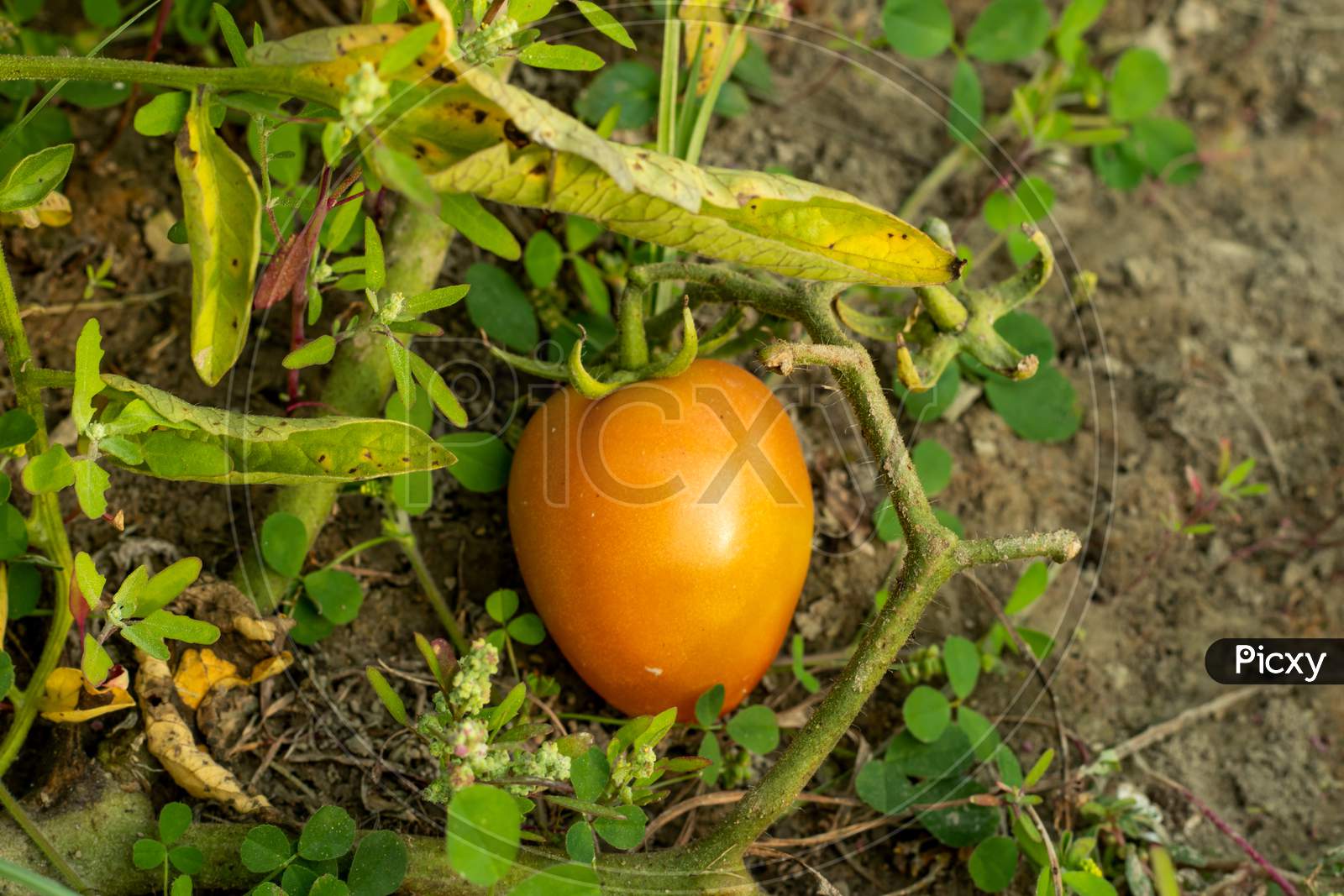 Tomato Object Detection12 Object Detection Dataset By Tru Projects