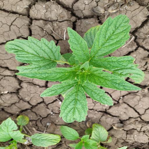 amina project weed Object Detection Dataset by amina