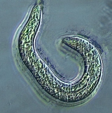 Morgane_Nema_Class Classification Model by Nematodes