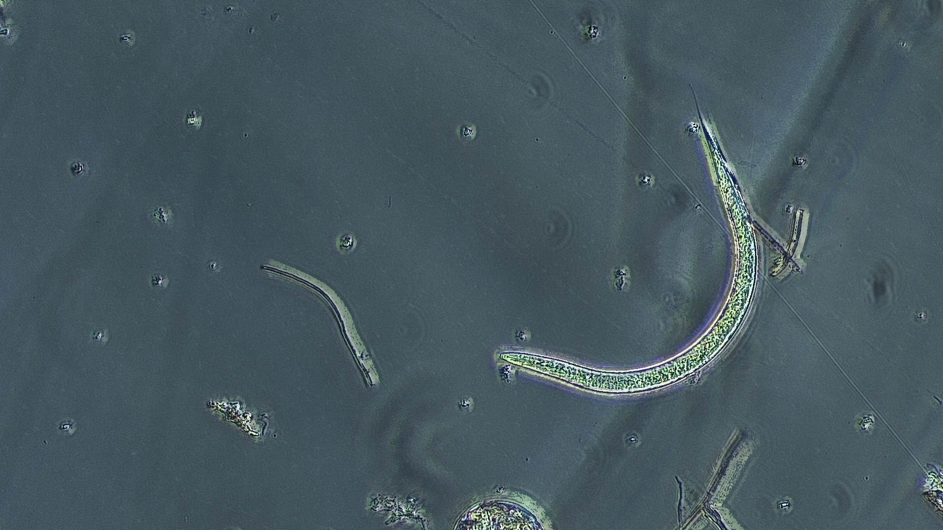 Nema Object Detection Dataset and Pre-Trained Model by Nematodes