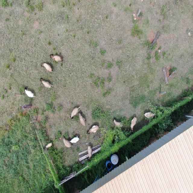 Sheep 2.0 Object Detection Dataset by My Projects