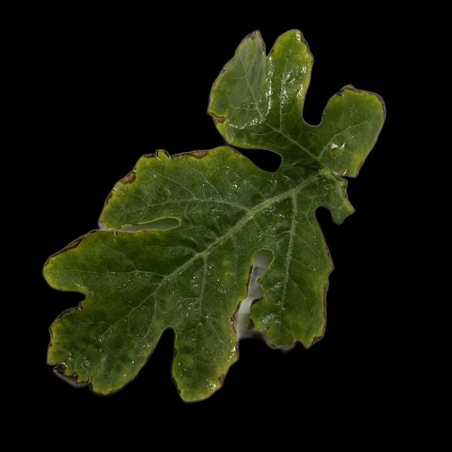 watermelon main Object Detection Dataset by Watermelon Pest and Disease