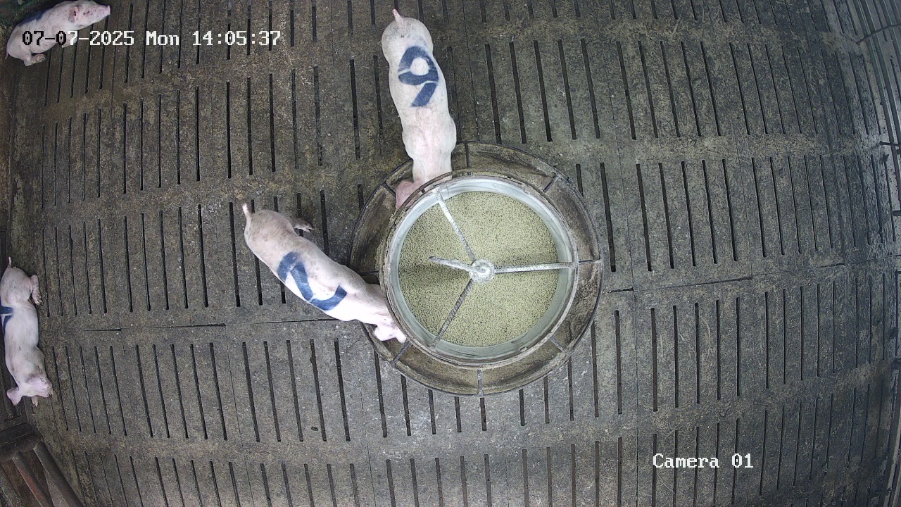 Piggy_Number Instance Segmentation Dataset by Pig Weight Detect