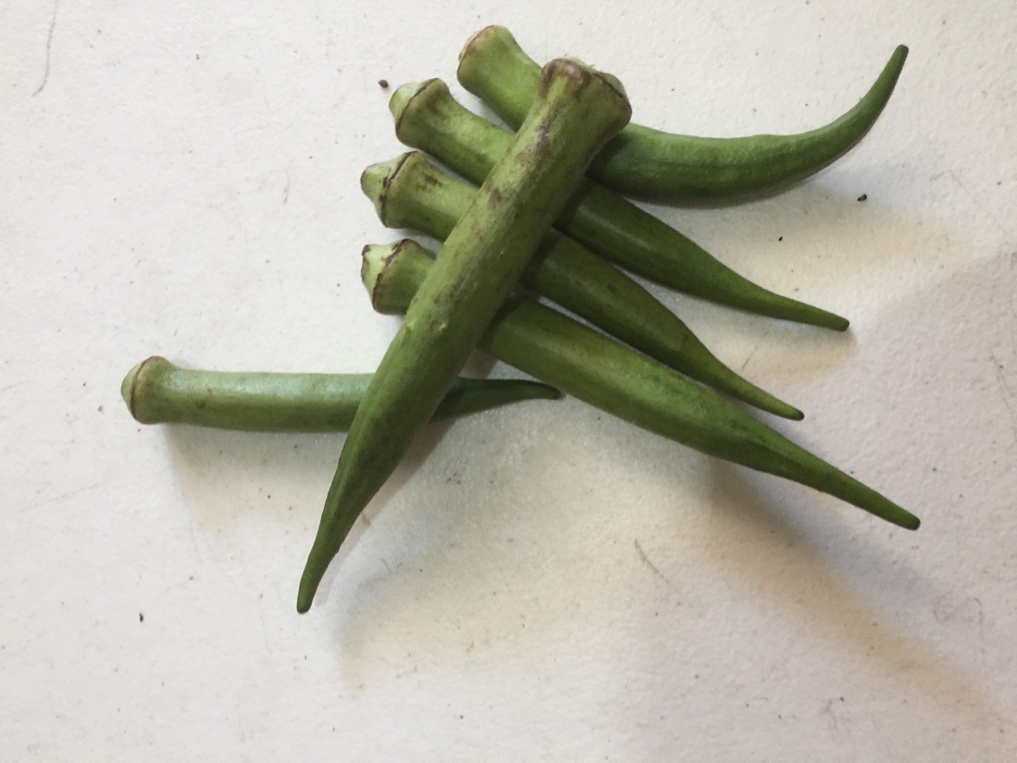 Okra Detection Object Detection Dataset By Capstone