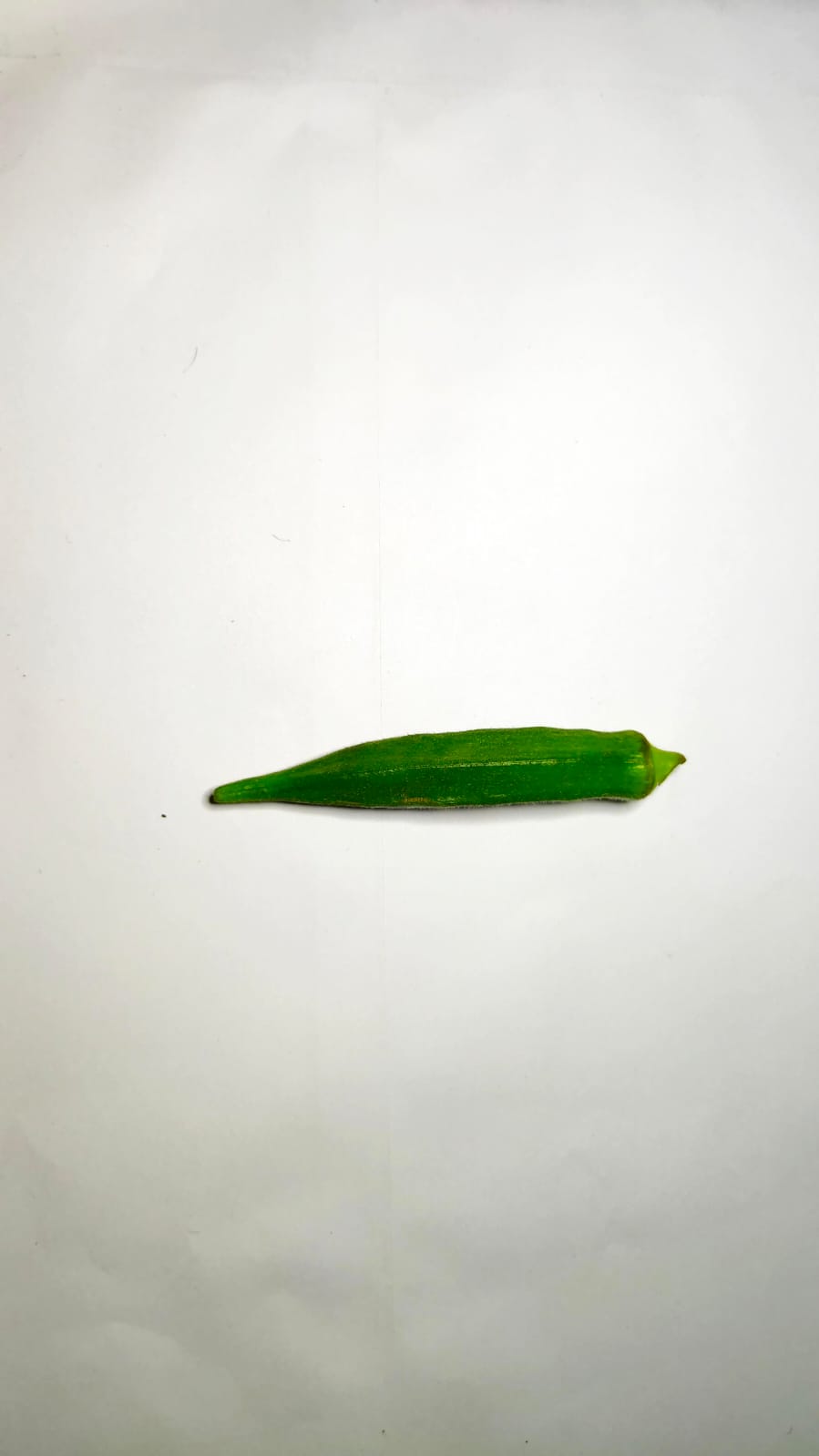 Okra Field Object Detection Model By Capstone