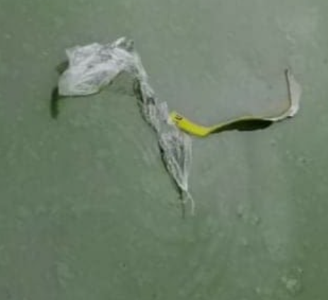 dddd Object Detection Dataset by easyhyeon