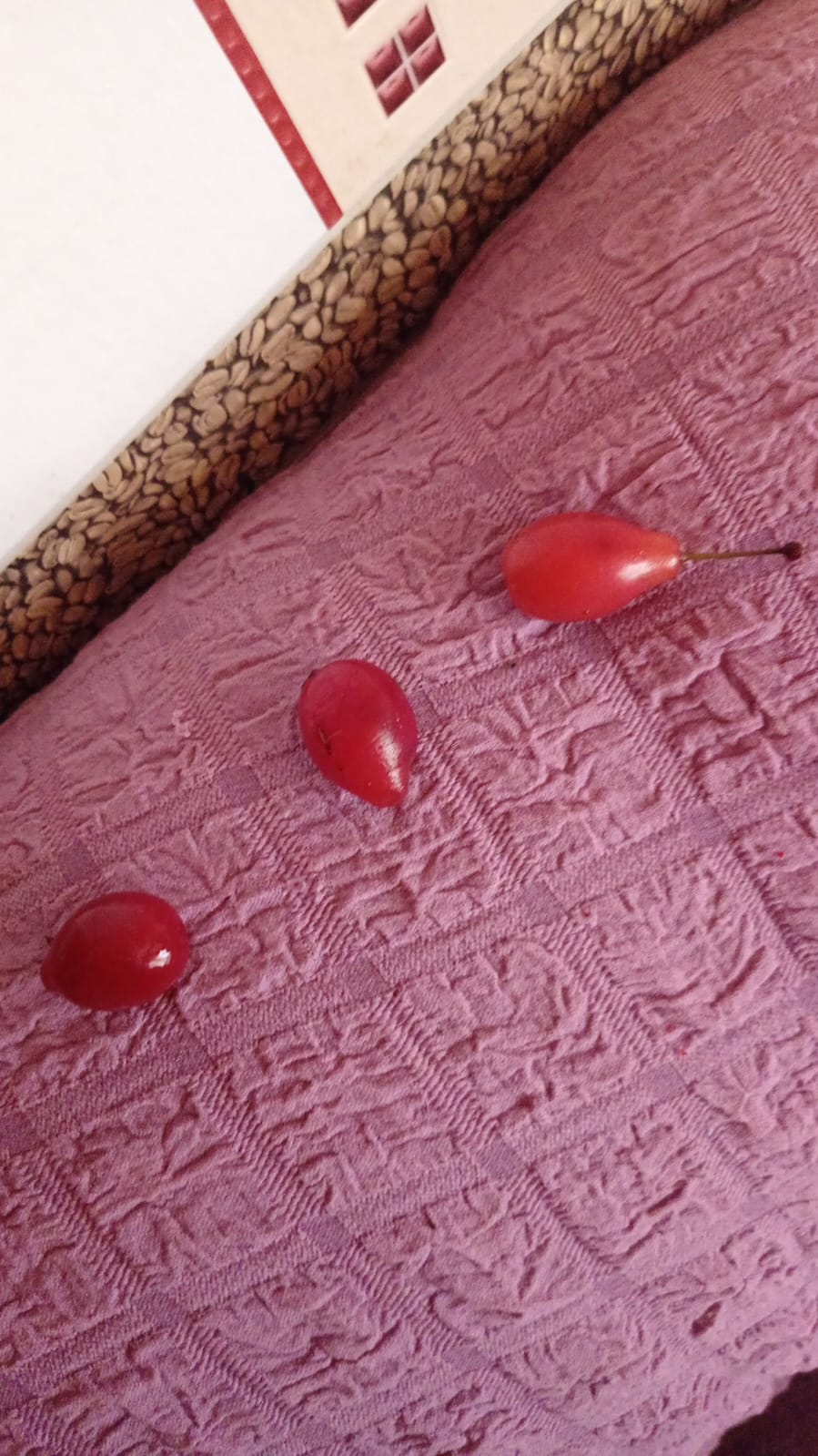 Zogal Object Detection Model by Shabnam