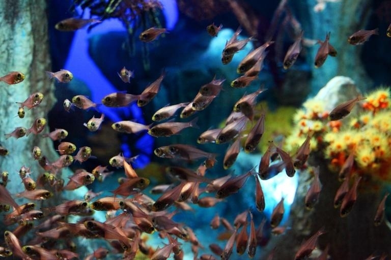 new-fish-project Object Detection Dataset by My house