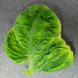 crop Classification Dataset by cv