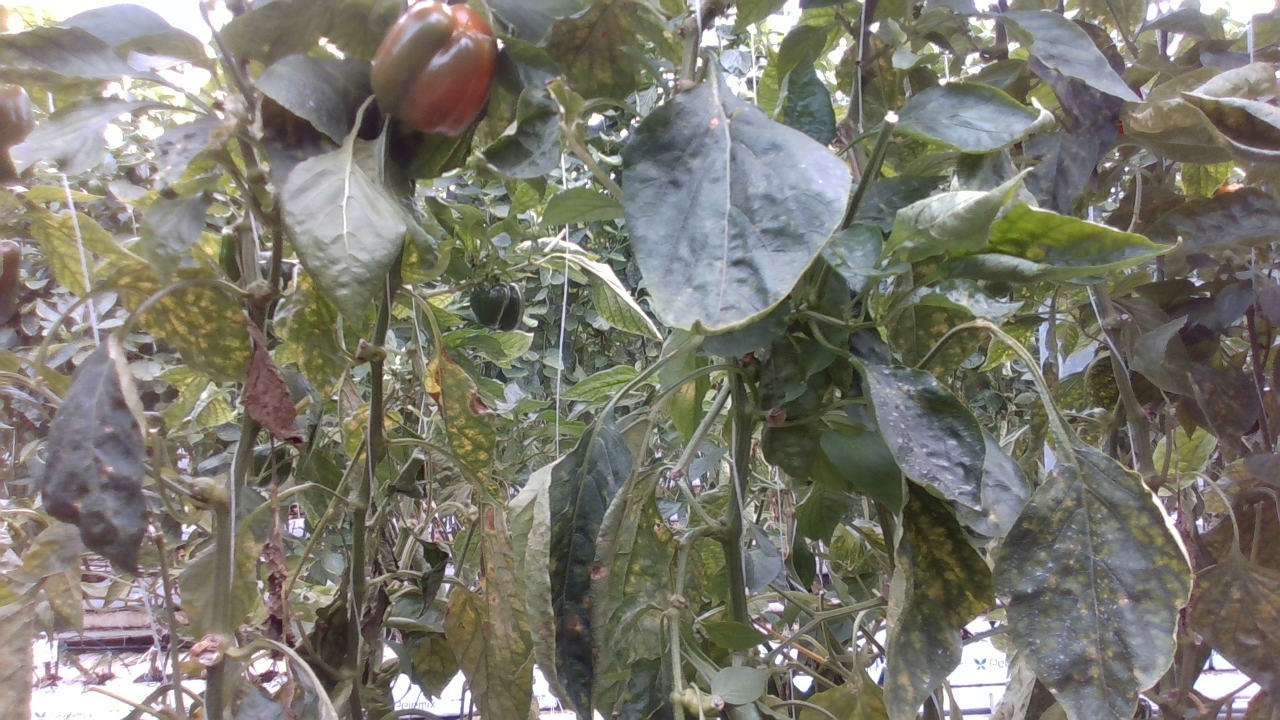 Peppers Object Detection Object Detection Dataset By Fruit