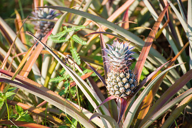 unripen pineapple Object Detection Dataset by fruit