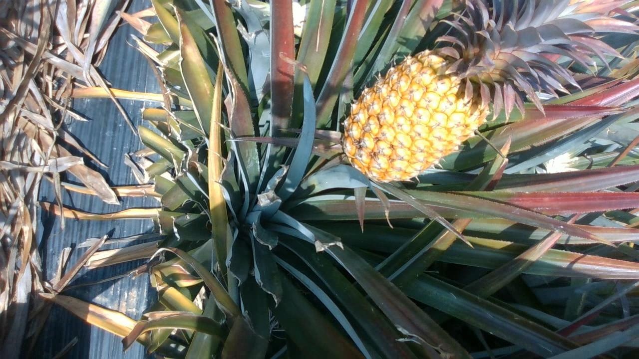 pineapple Object Detection Dataset by fruit