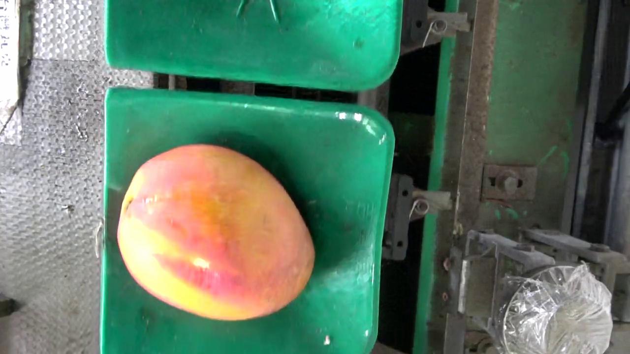 mango Object Detection Dataset by Aizu university