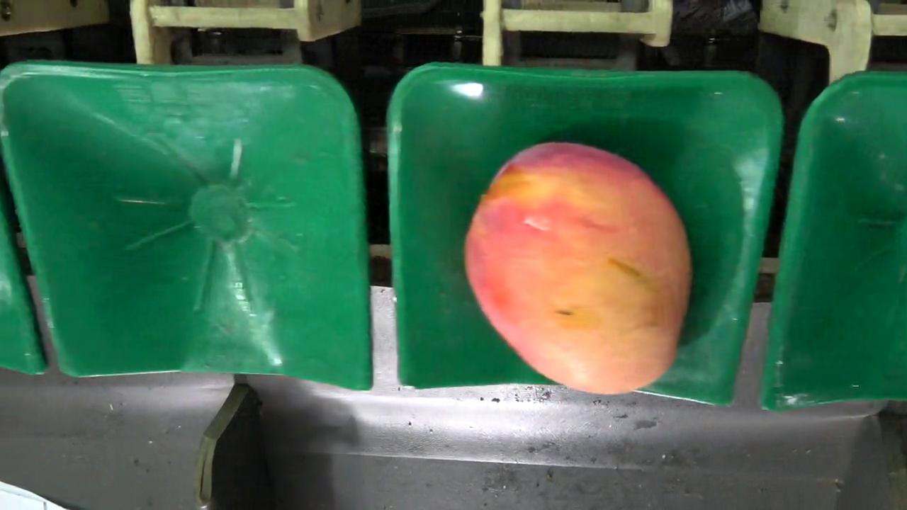 mango detect Object Detection Dataset by Aizu university