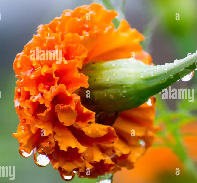 INDIAN FLOWER CLASSIFICATION Classification Dataset and Pre-Trained ...