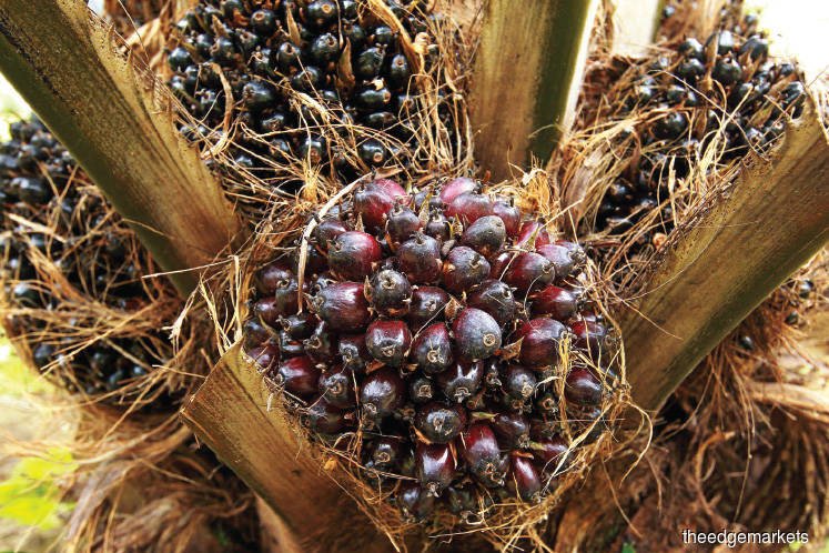 Palm Oil Fruit Detection Object Detection Dataset And Pre Trained Model