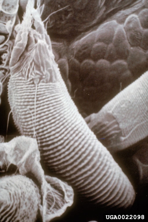 Naturdata dataset Object Detection Dataset by sw