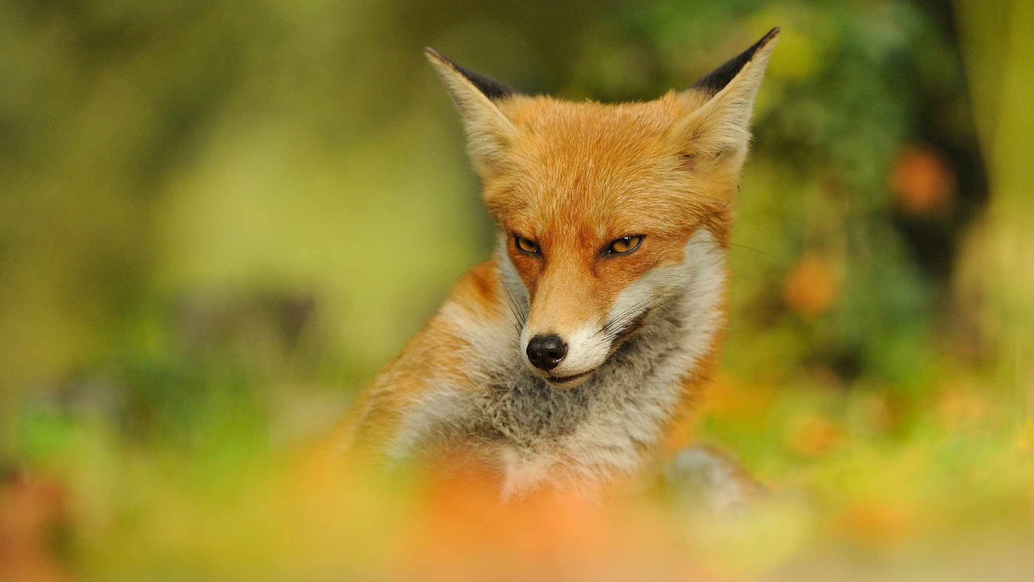 Fox Object Detection Model by Mar