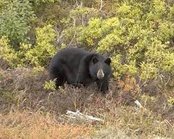 Bear Object Detection Dataset by FLUKE