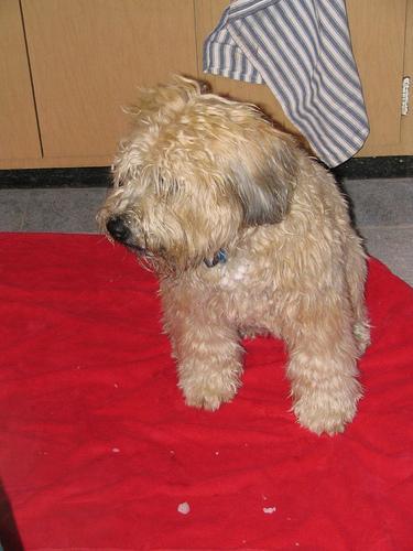 dog emotion Object Detection Model by z