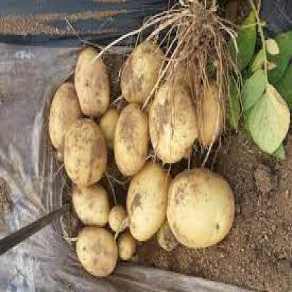 Potato Object Detection Dataset by urad