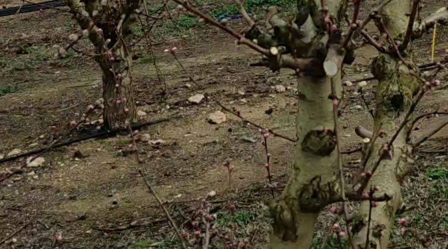 Tree Annotation Semantic Segmentation Dataset And Pre Trained Model By Label Tree