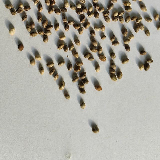 Fine tune Object Detection Dataset and Pre-Trained Model by SZE