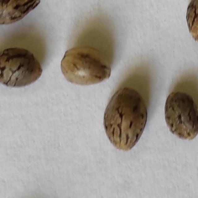 Hempseg Instance Segmentation Dataset and Pre-Trained Model by SZE