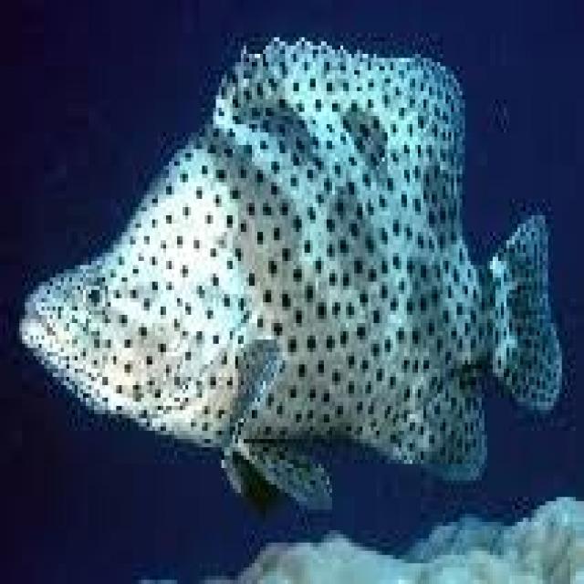 ww Object Detection Dataset by TA