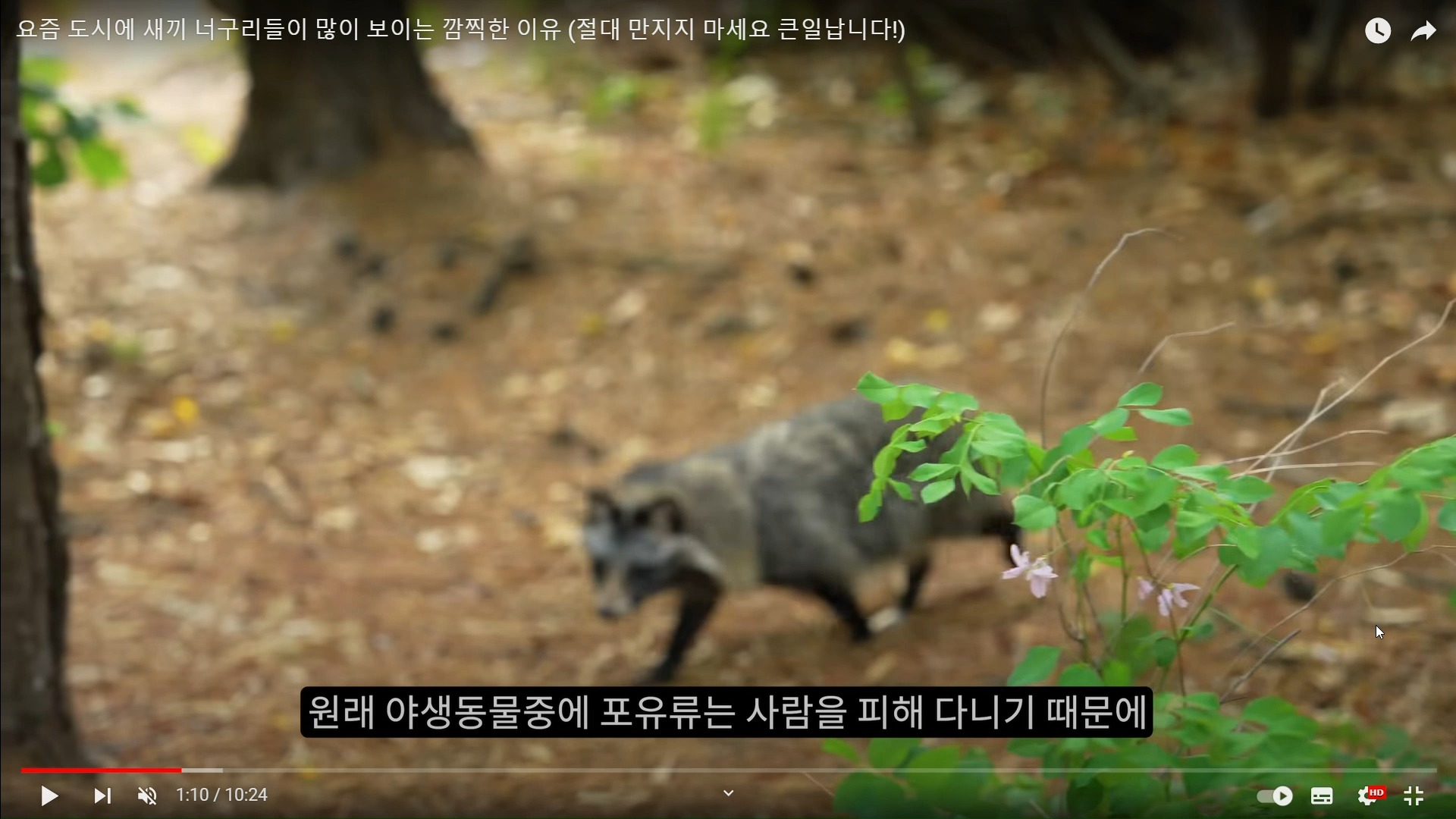 Raccoon Object Detection Dataset By Project Ru8gi