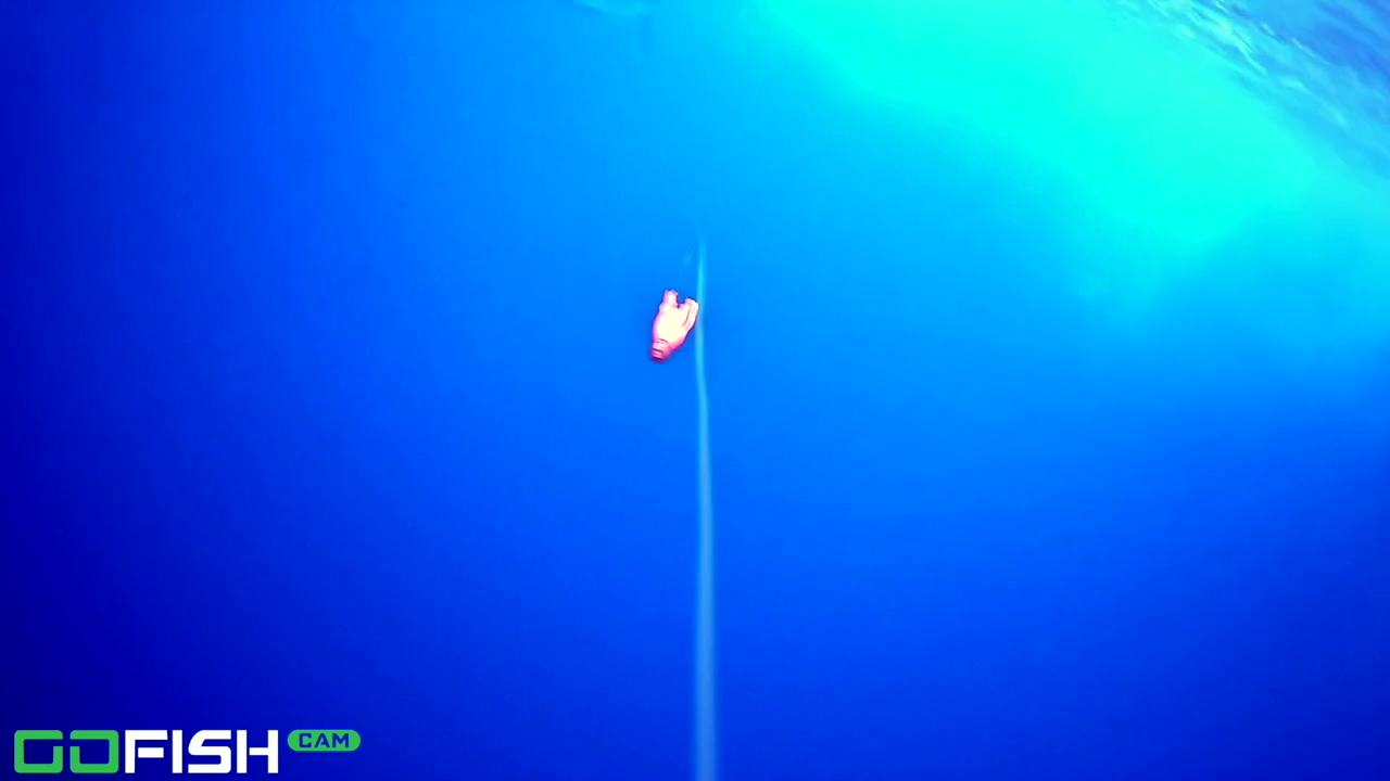 Fish_detection Instance Segmentation Dataset by Abdul Basit