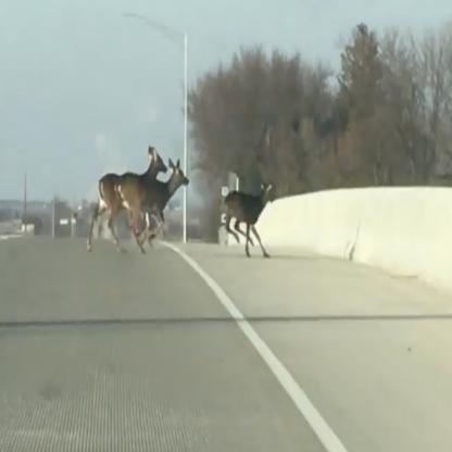 deer on highway Object Detection Dataset by animalreconigiton