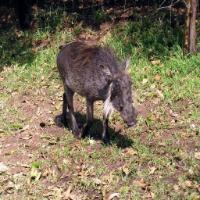 Wild Boar Object Detection Dataset by agna
