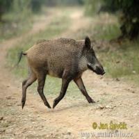 Wild Boar Object Detection Dataset by agna
