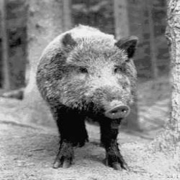 Wild Boar Object Detection Dataset by agna