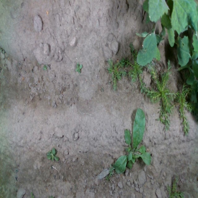 Raw Object Detection Model by India