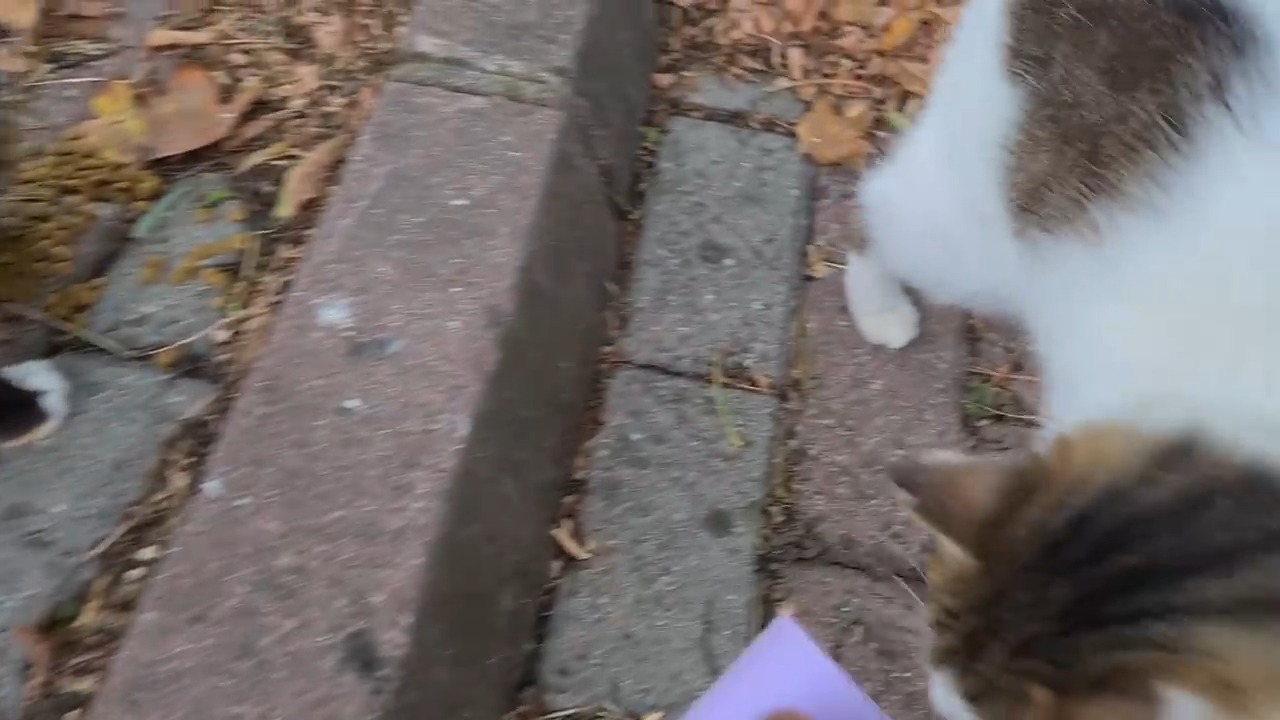 Cats Detector Object Detection Dataset by Personal Project