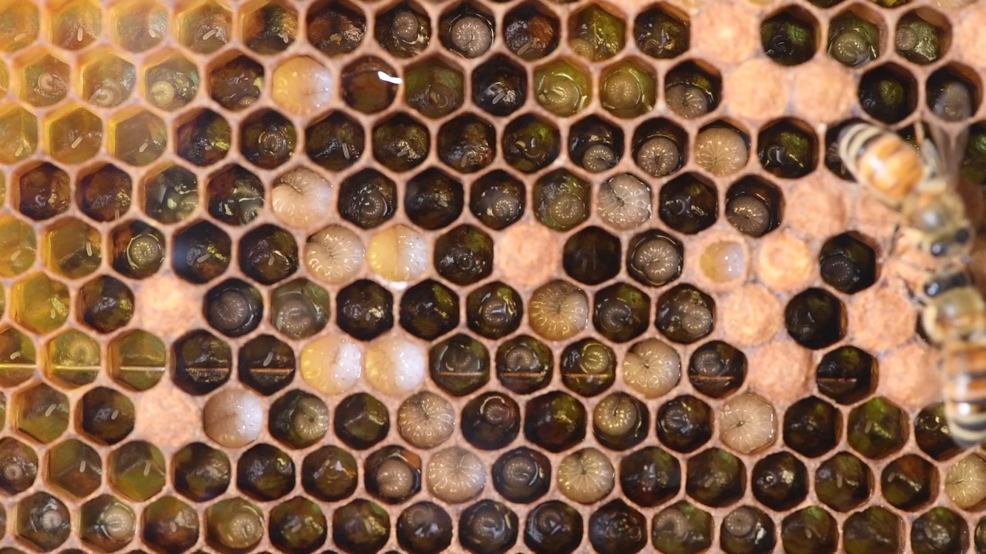 cofy - Roboflow Universe