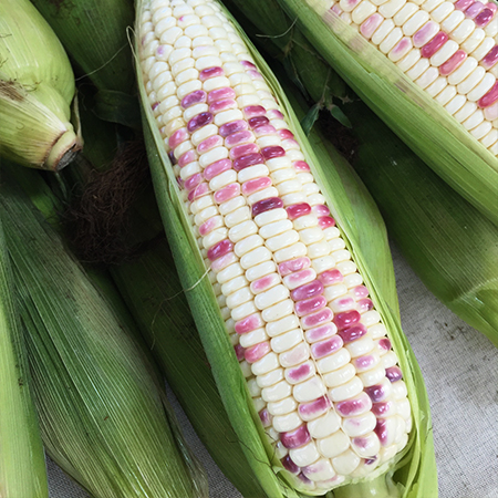 corn Object Detection Model by 1131318