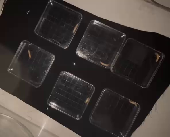 Larvixon- YOLOv8 labeling Instance Segmentation Dataset and Pre-Trained Model by oneoveromega