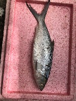 class:tilapia-f-6-10 | Roboflow Universe Search