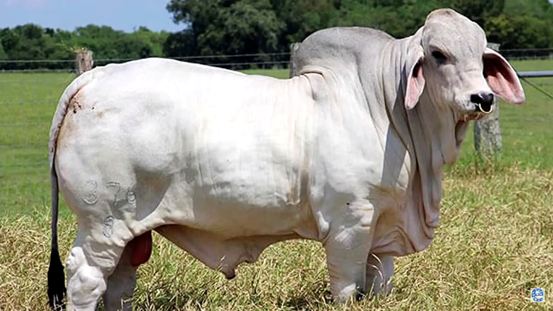 cattle detector Object Detection Dataset and Pre-Trained Model by cattle detector