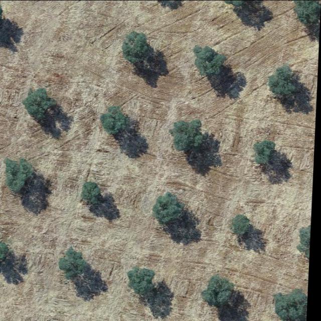 Demo 3 tree Instance Segmentation Dataset by Oregon State University