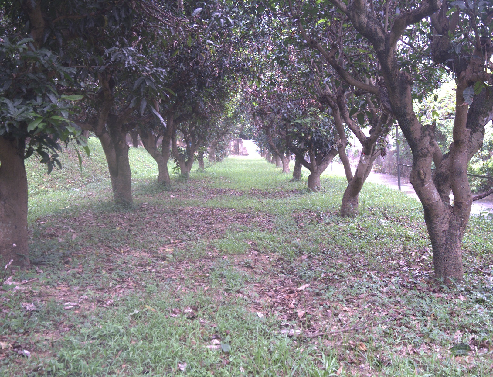 Orchard Tree Object Detection Dataset By Yolo