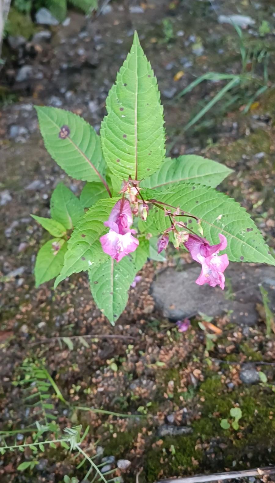 plant recognition model Object Detection Dataset and Pre-Trained Model by crowdsorsa