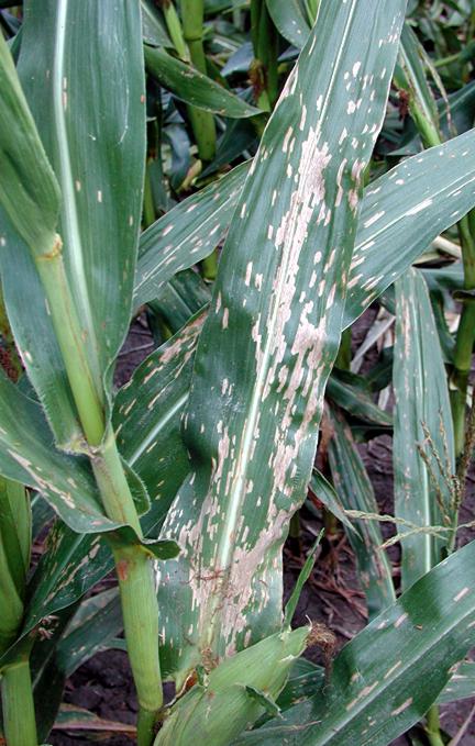 Corn Research Disease 2 Object Detection Dataset by Corn Disease 2