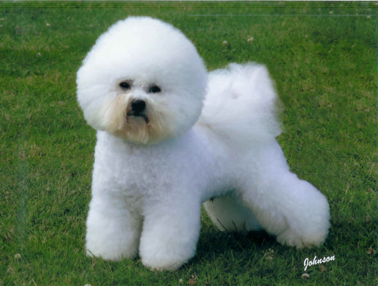 dog breed Classification Model by cian