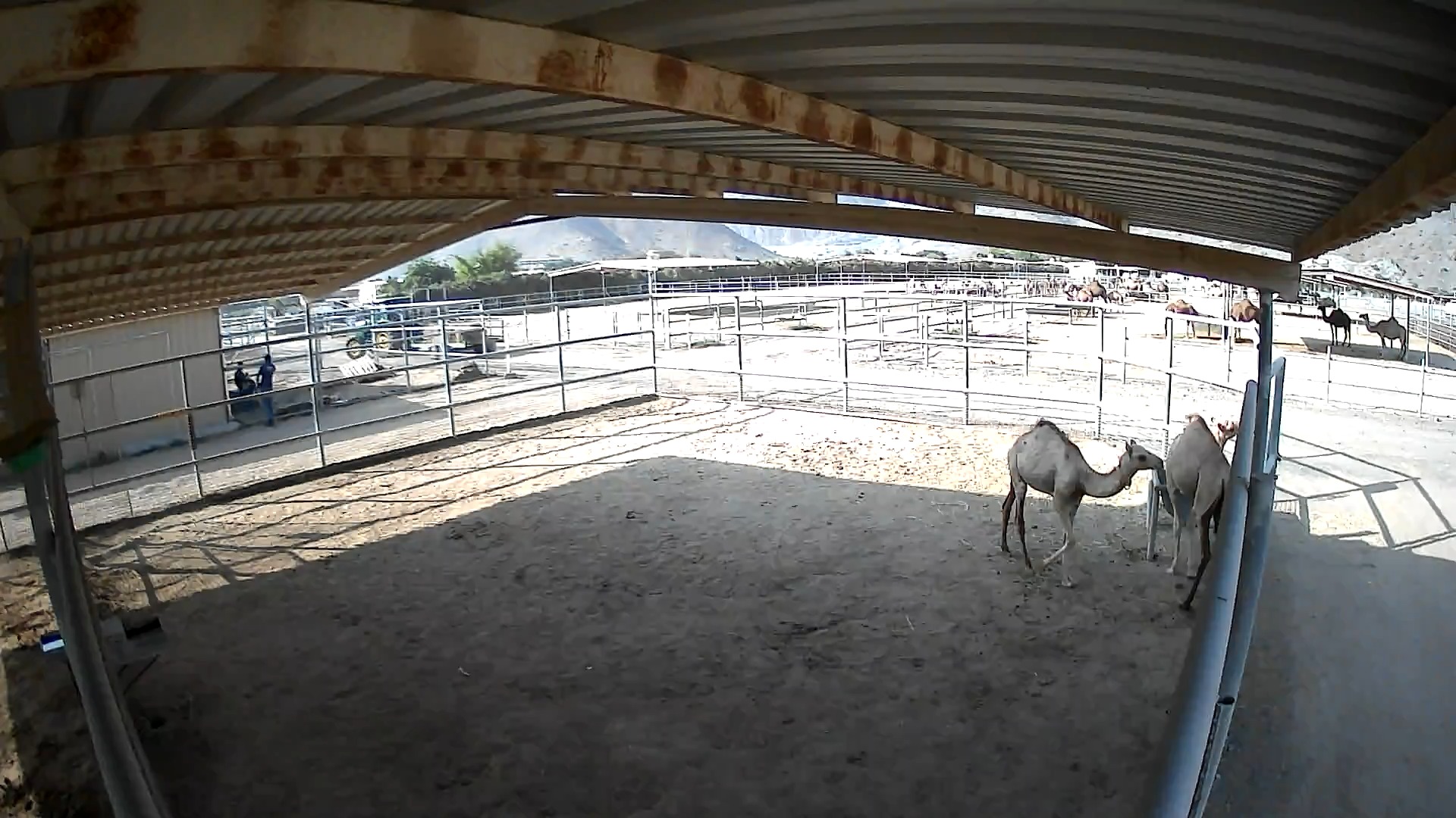 camel40 Instance Segmentation Dataset by FRC